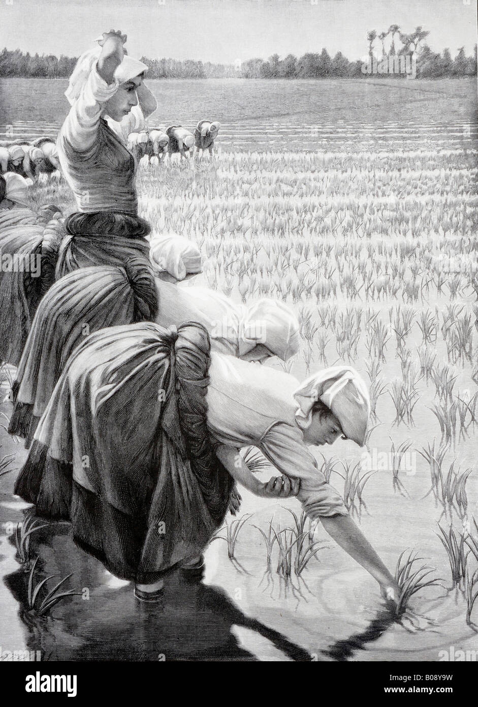 "Im Reisfelde, " woodcut depicting women working rice fields, from ...