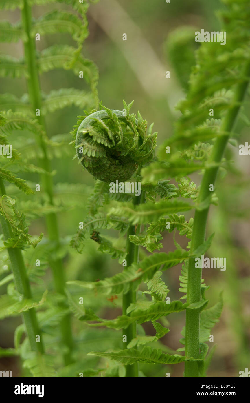 Unfolding hi-res stock photography and images - Alamy