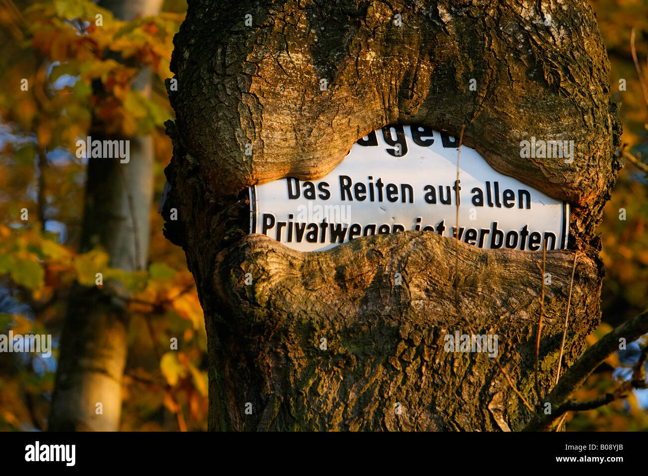 Sign prohibiting horse riding on private roads, sign grown into a tree ...