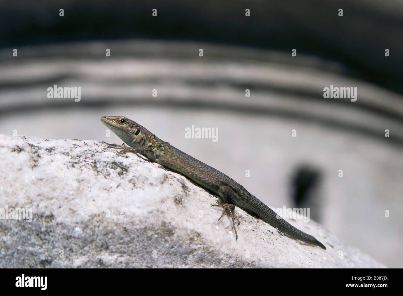 Lizard sunning itself on a column in Istanbul, Turkey Stock Photo - Alamy