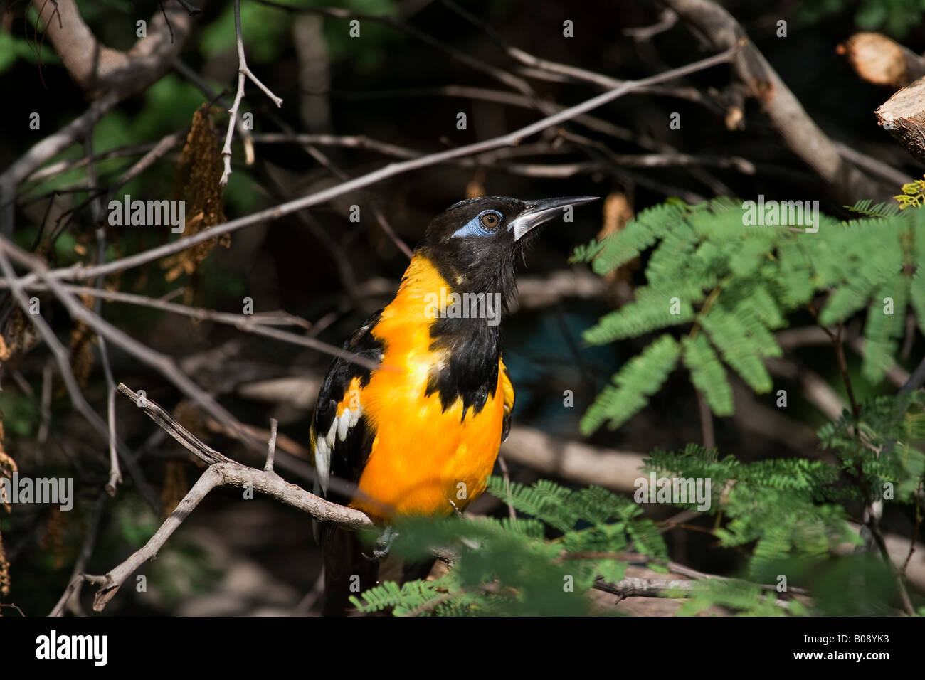 Troupial or Trupial (Icterus icterus) perched on a branch, Curacao ...