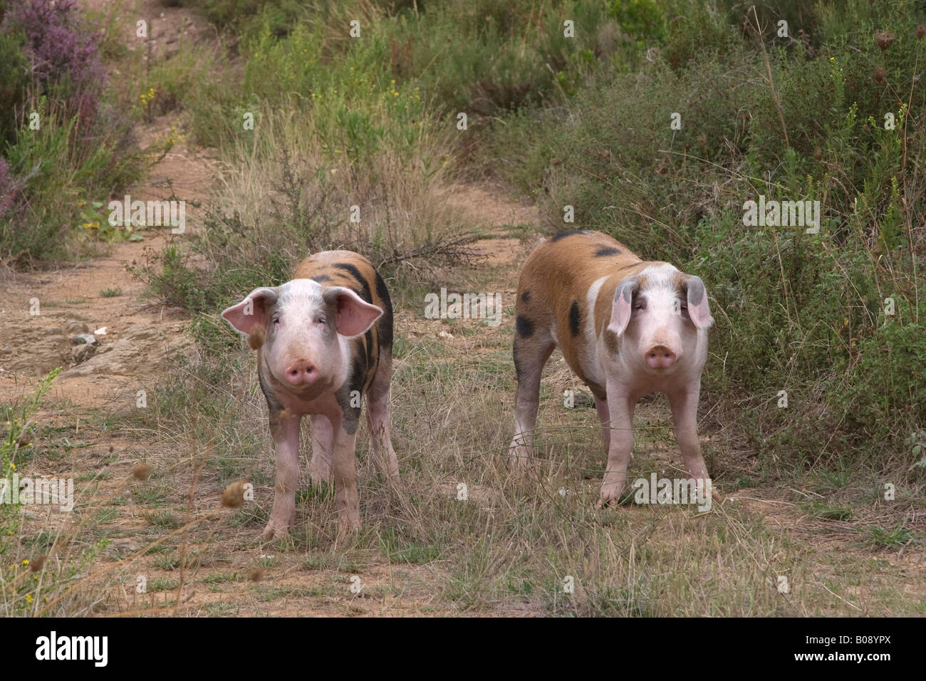 Pigs kept in free range husbandry, Greece, Europe Stock Photo - Alamy