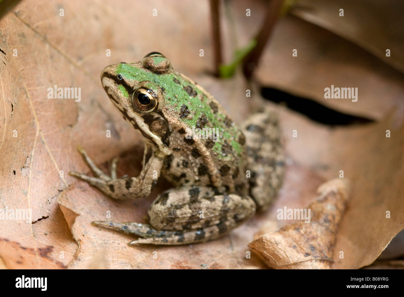 Balkan Water Frog or Levantine Frog (Rana balcanica) sitting on leaves ...