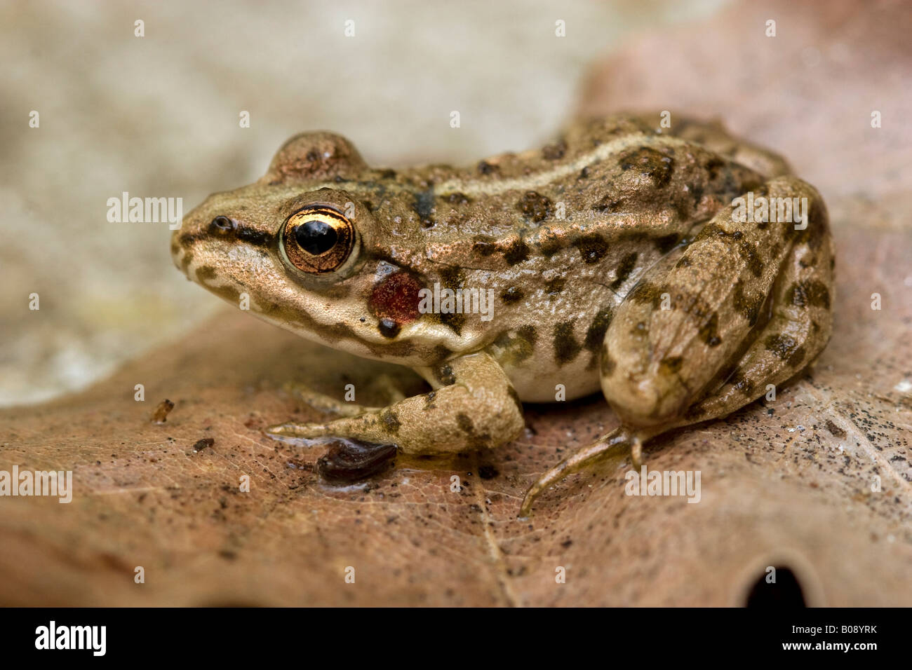 Balkan Water Frog or Levantine Frog (Rana balcanica) sitting on leaves ...