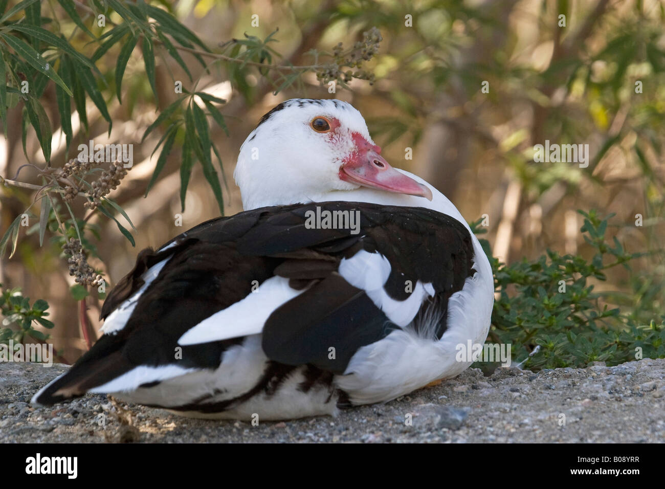 Griechische fauna hi-res stock photography and images - Alamy