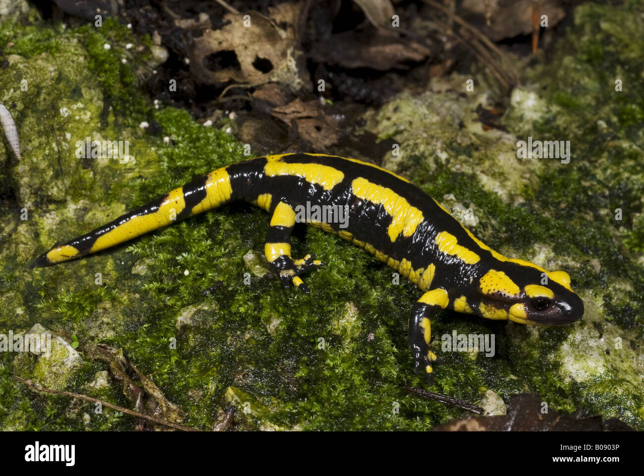Spanish Salamanders High Resolution Stock Photography and Images - Alamy