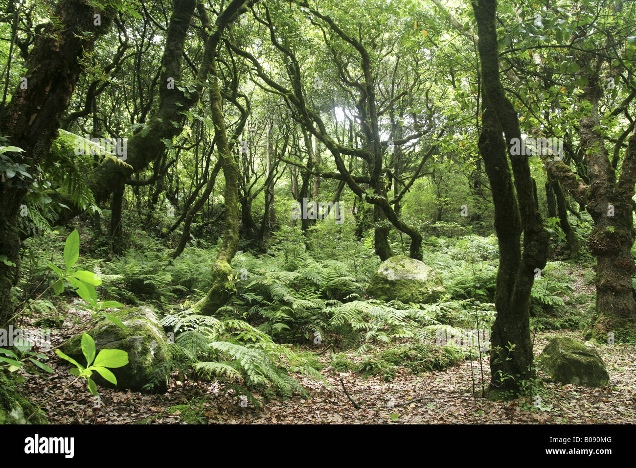 magic forest, Madeira, Portugal, Madeira Stock Photo - Alamy