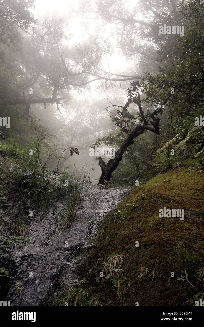 magic forest, Madeira, Portugal, Madeira Stock Photo - Alamy