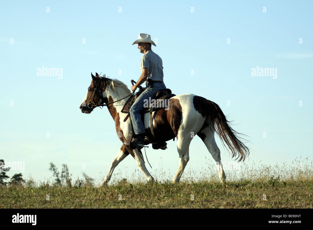 Pinto horse (Equus przewalskii f. caballus), western riding, Germany ...