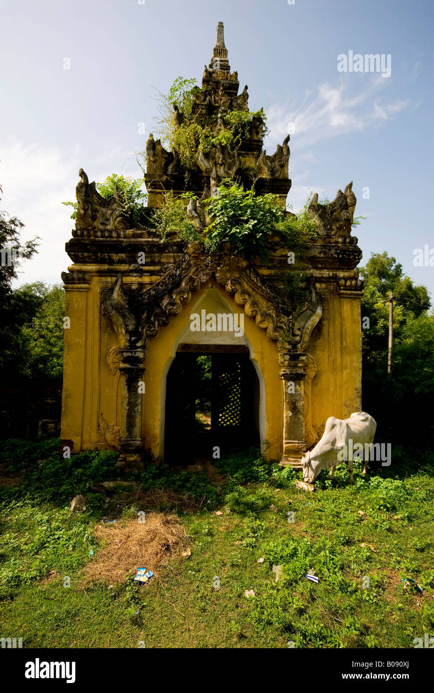 Cow in front of a stupa overgrown with grass, Mandalay, Myanmar (Burma ...