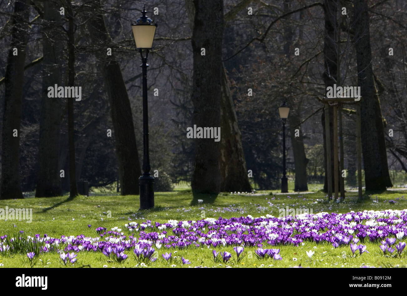 Crocuses in a park at lichtentaler allee hi-res stock photography and ...