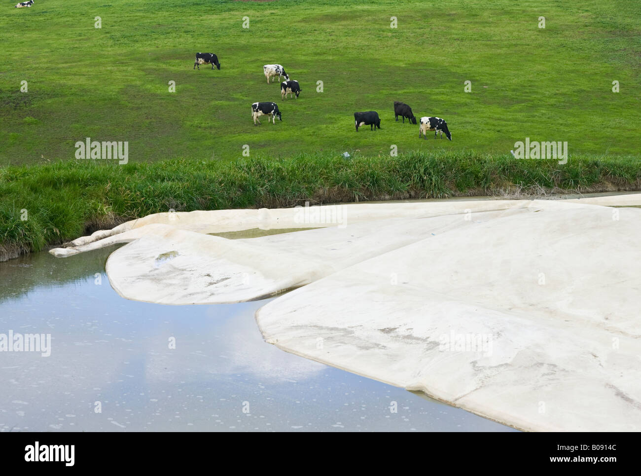 Cow manure pond hi-res stock photography and images - Alamy