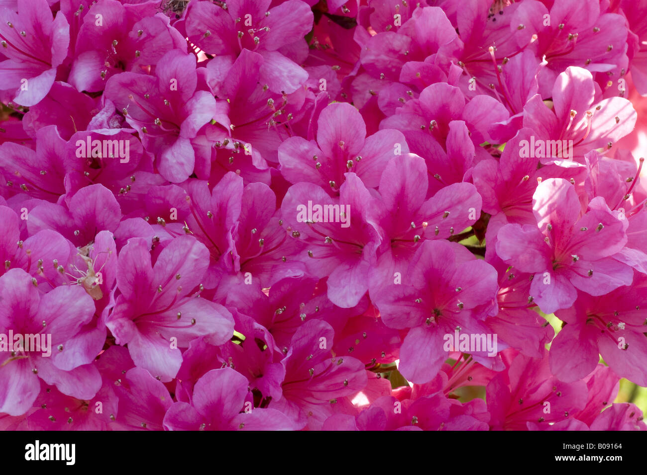 rhododendron (Rhododendron spec.), pink azalea, Europe Stock Photo - Alamy