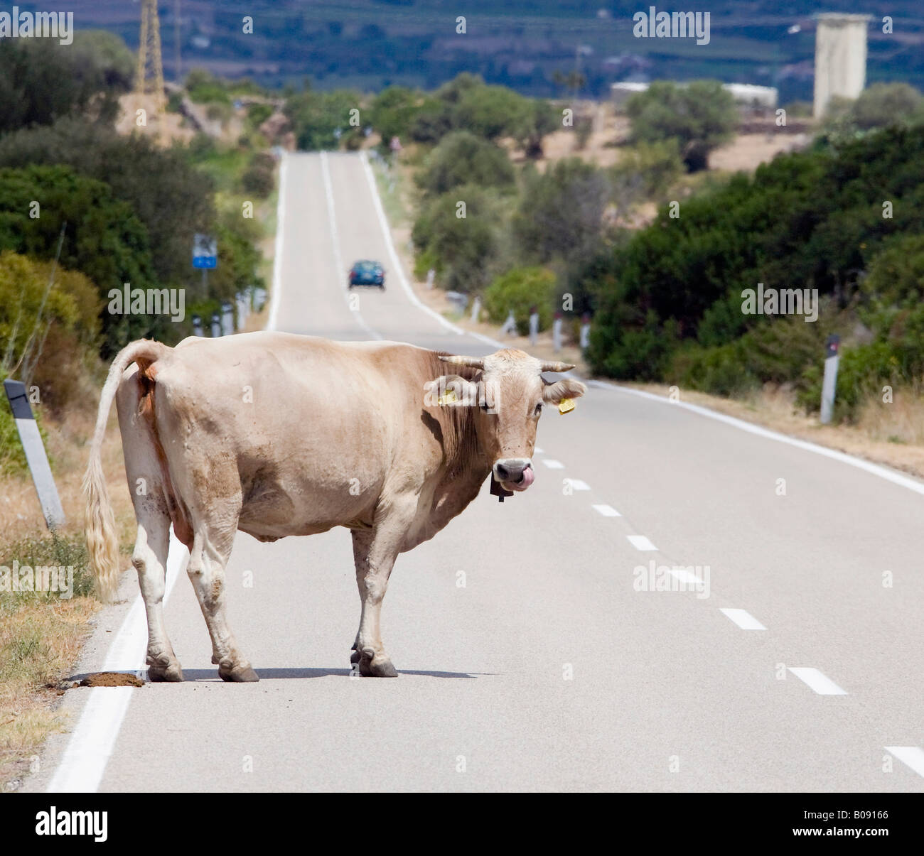 Cow crossing the road near Dorgali, Sardinia, Italy Stock Photo - Alamy