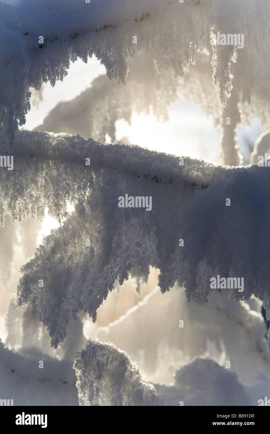 Frost-covered branches in the sunlight and mist, Takhini Hot Springs ...