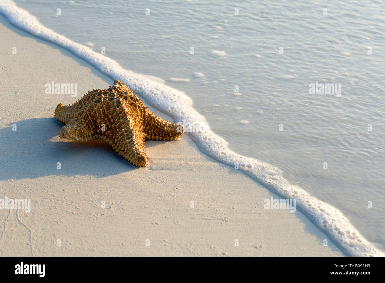 sea star at the beach, Cook Islands Stock Photo - Alamy