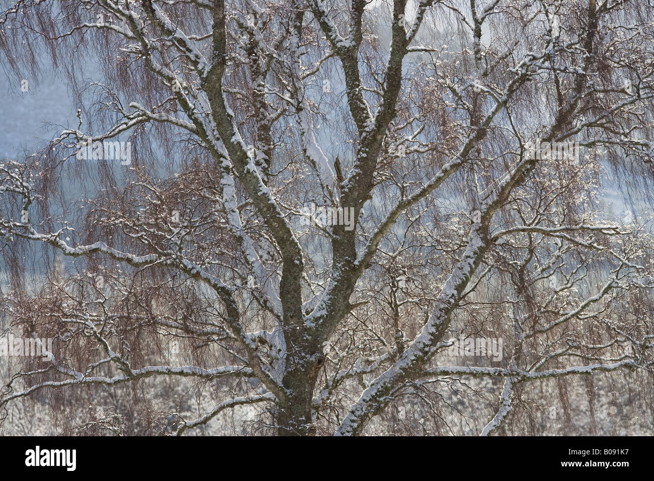 Snow on birch trees, Cairngorms National Park, Scotland Stock Photo - Alamy