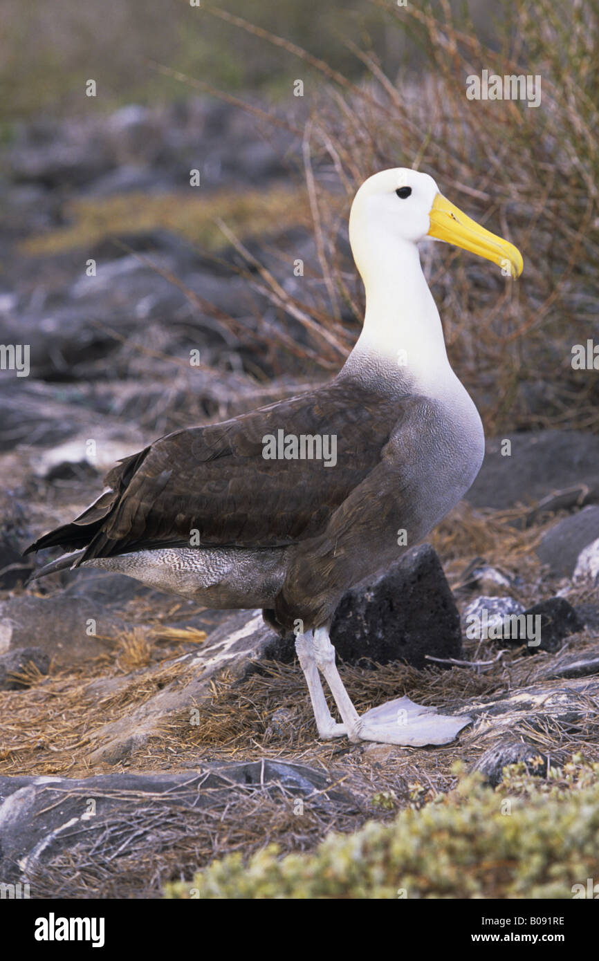 wandering albatros (Diomedea exulans), standing, Ecuador, Galapagos ...