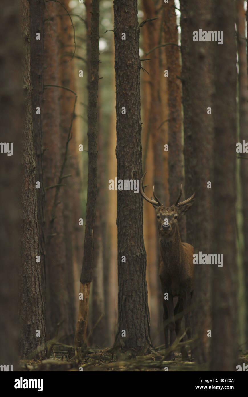 Animal Bones In Woods High Resolution Stock Photography and Images - Alamy