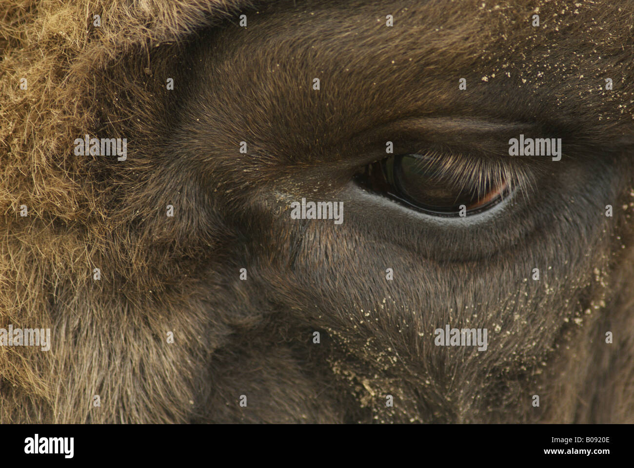 European bison, wisent (Bison bonasus), eye, Germany, Brandenburg Stock ...