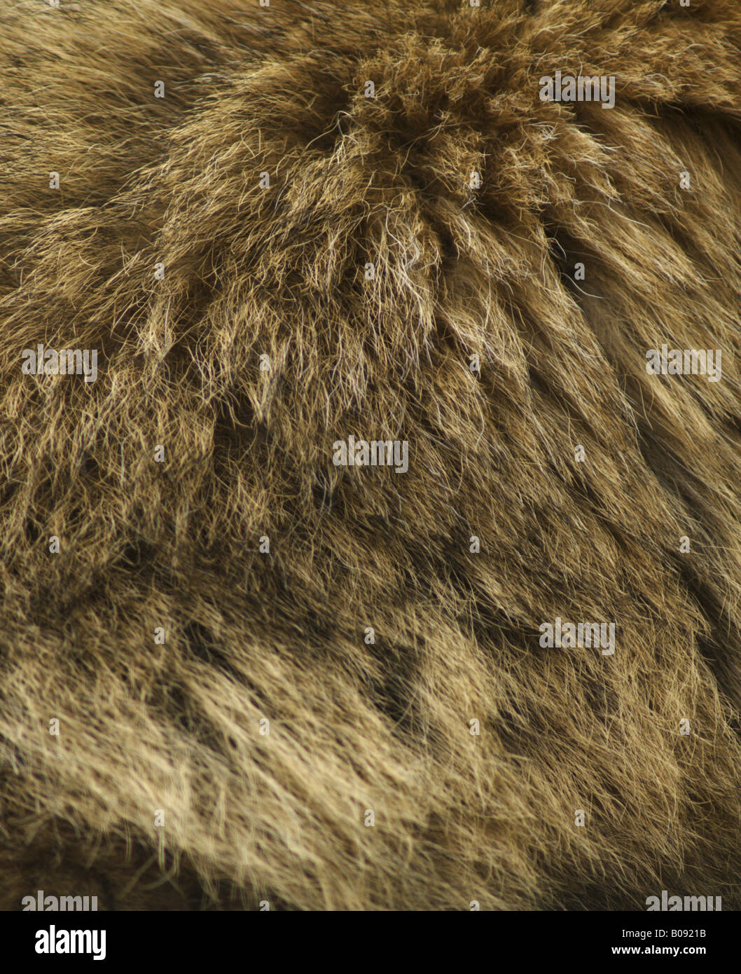 Wolf furs hi-res stock photography and images - Alamy