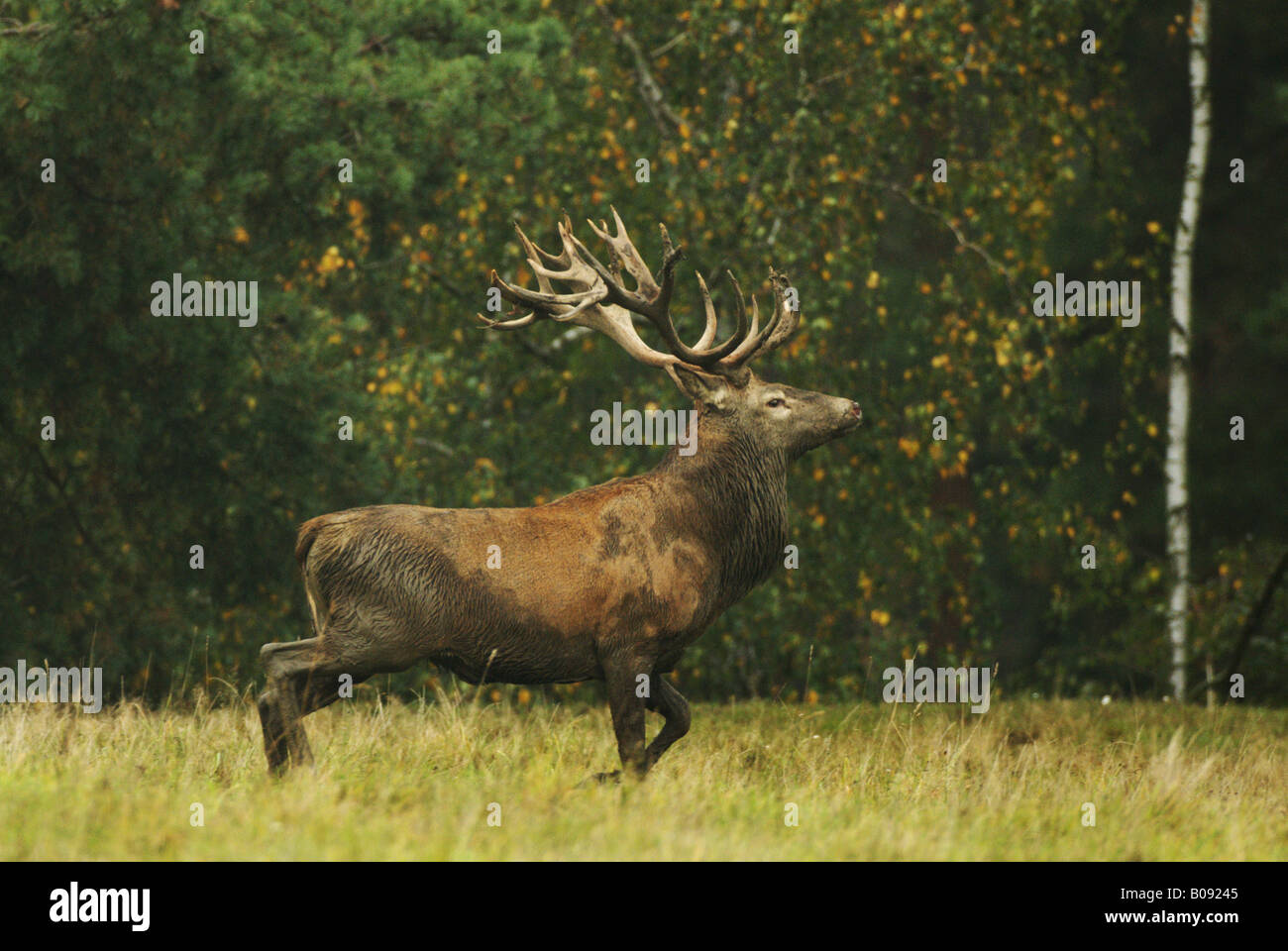 Deer slobber hi-res stock photography and images - Alamy