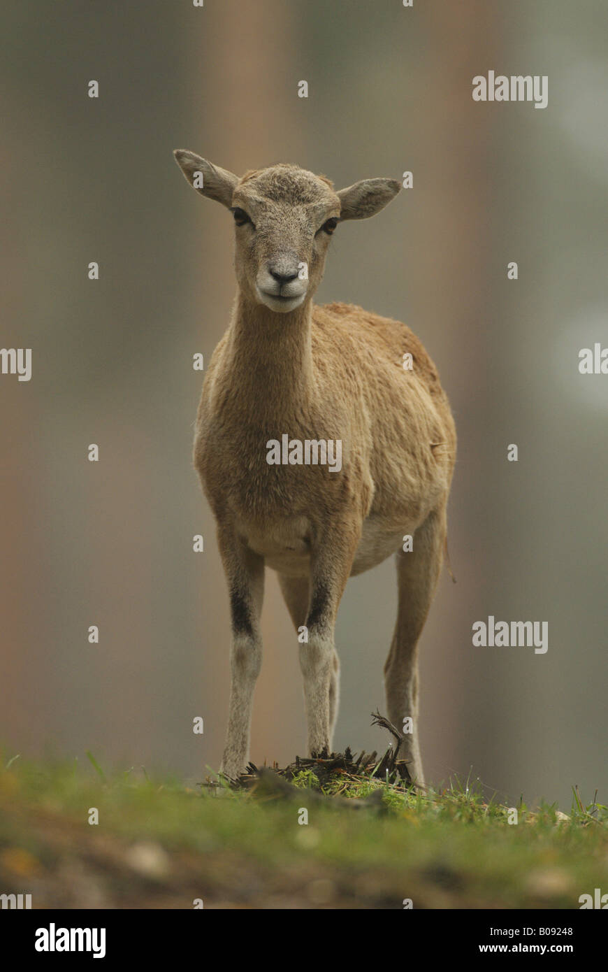 Lamb european mouflon ovis hi-res stock photography and images - Alamy