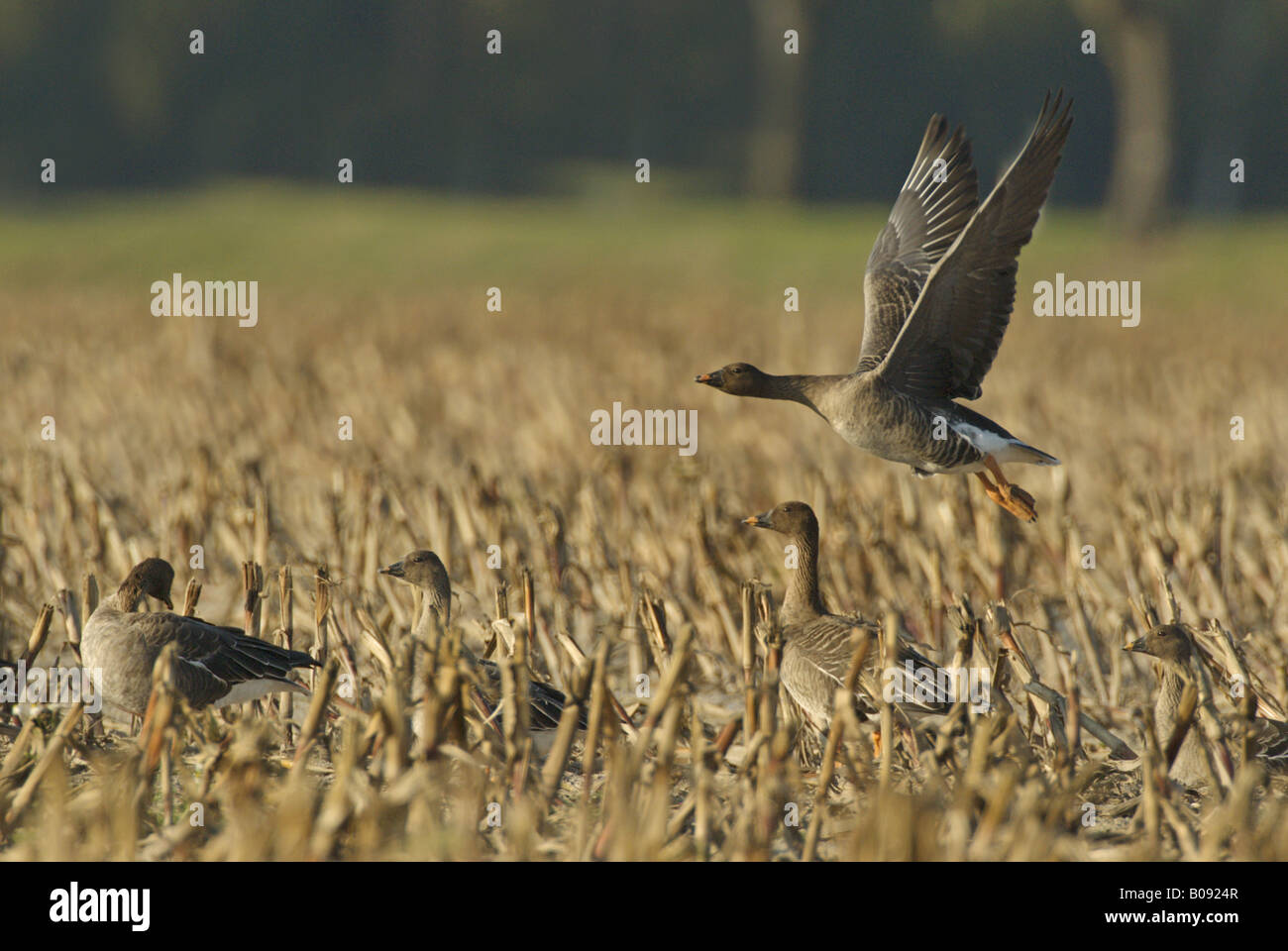 Bean Goose, Taiga Bean Goose (Anser fabalis rossicus), Bean Goose at ...
