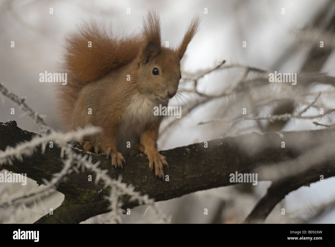 European red squirrel, Eurasian red squirrel (Sciurus vulgaris ...
