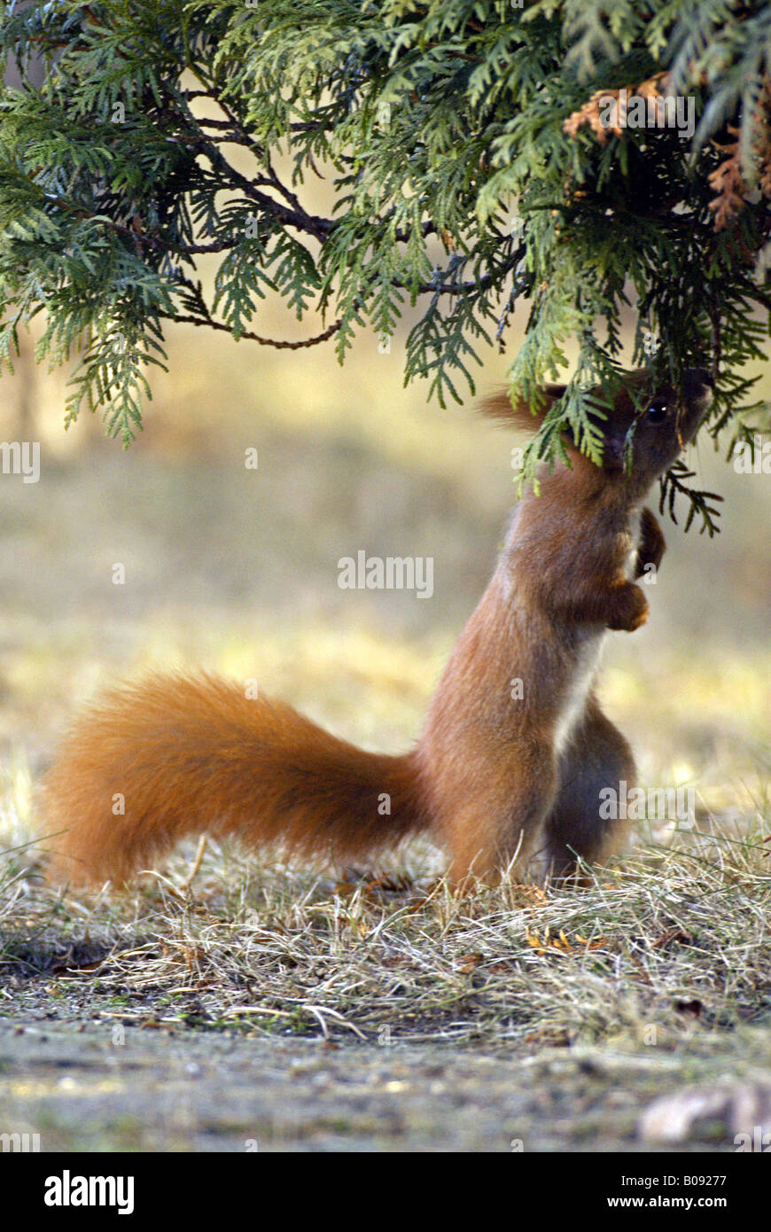 Squirrel sniffing ground hi-res stock photography and images - Alamy