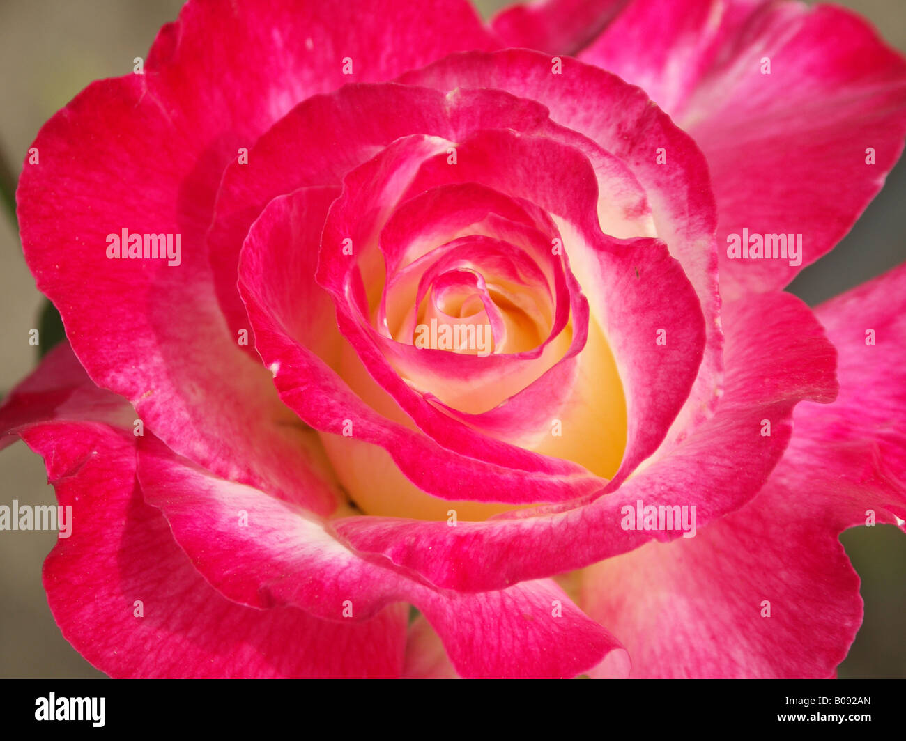 Red and white rose Christ Rose from top close up Stock Photo - Alamy