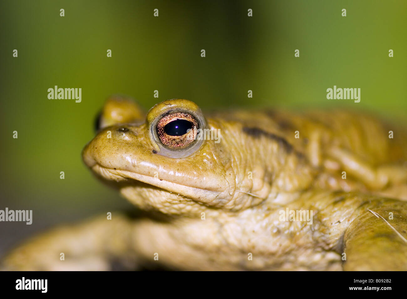 European common toad (Bufo bufo), Toad portrait, Germany Stock Photo ...