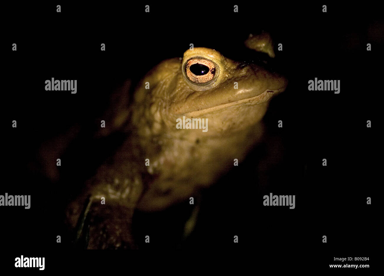 European common toad (Bufo bufo), Toad portrait, Germany Stock Photo ...