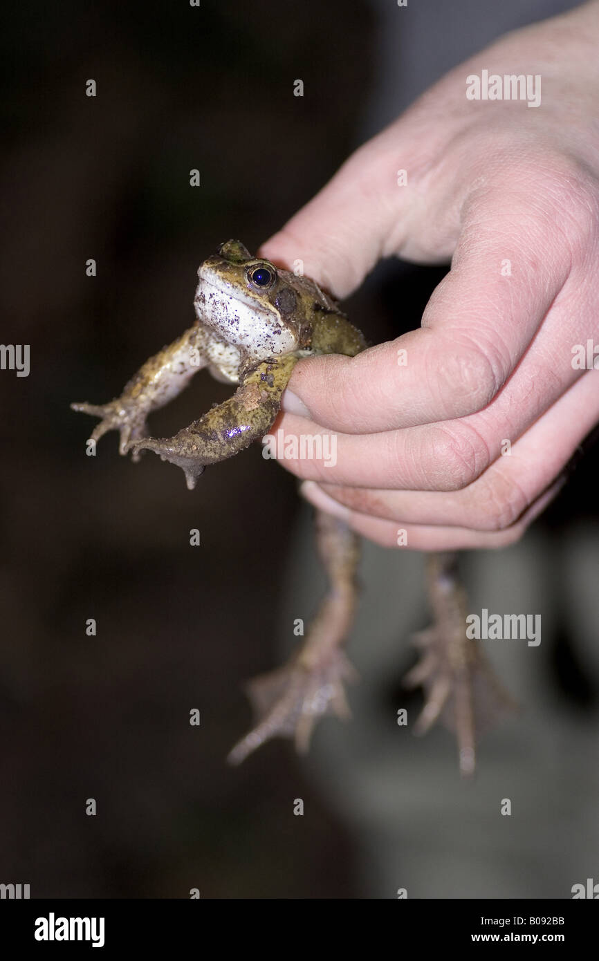 common frog, grass frog (Rana temporaria), Frog migration, helpers ...