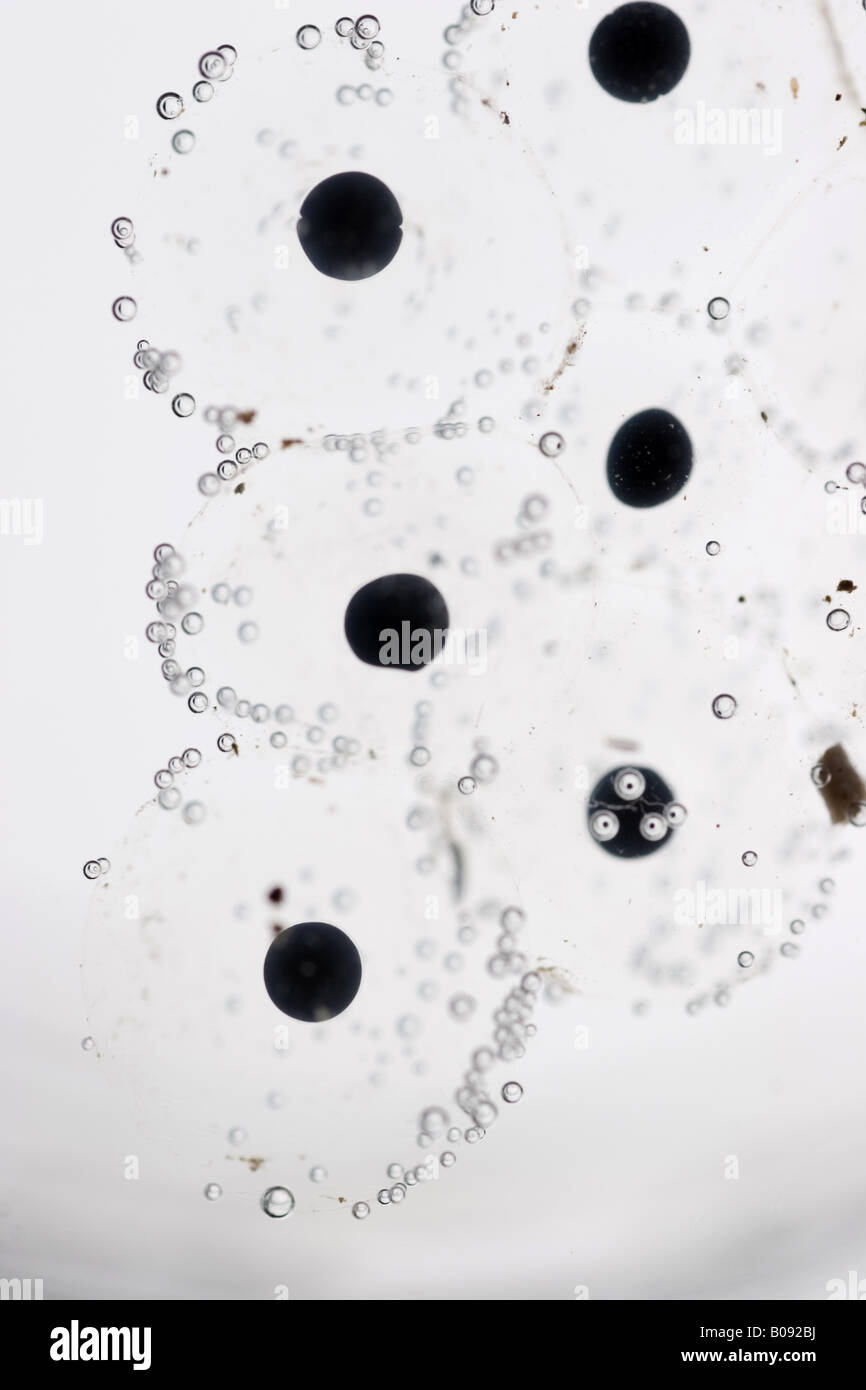 Frog spawn, Germany Stock Photo - Alamy