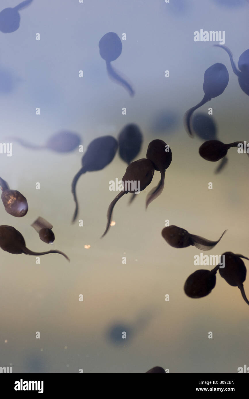 Tadpoles ponds hi-res stock photography and images - Alamy