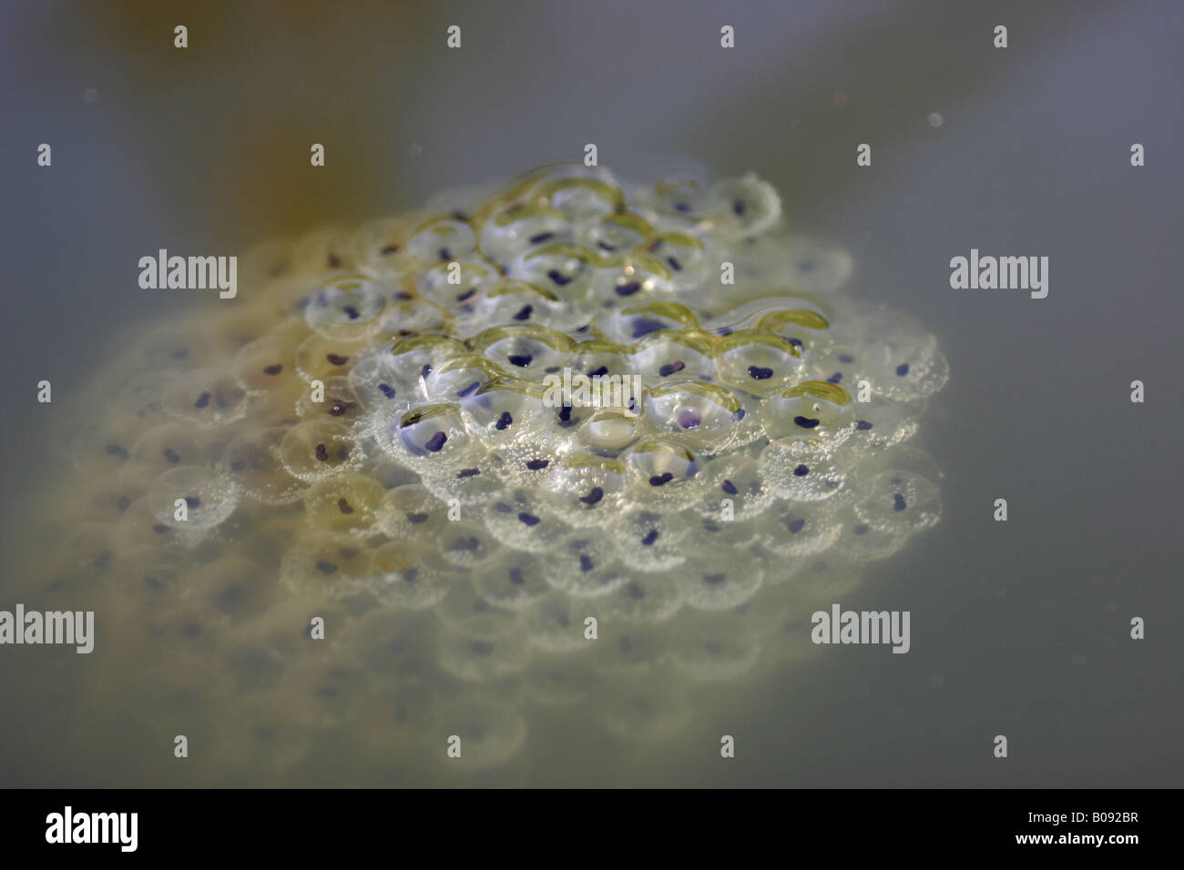 Various frog species hi-res stock photography and images - Alamy