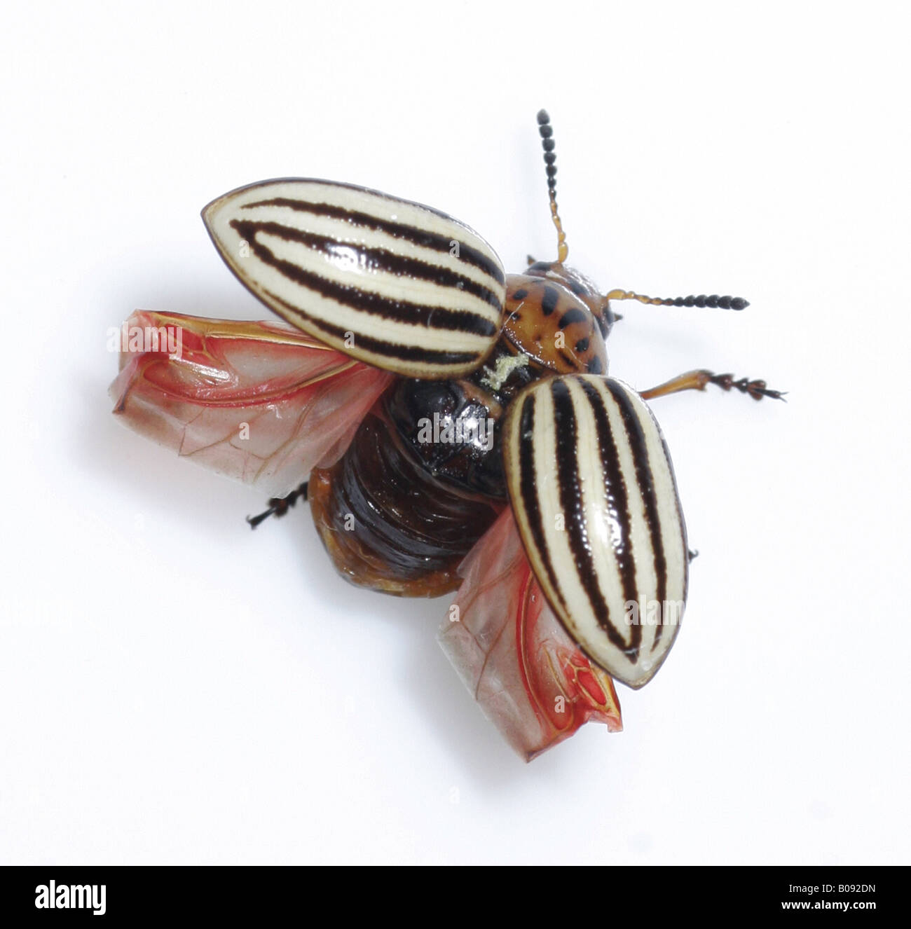 Colorado potato beetle, Colorado beetle, potato beetle (Leptinotarsa ...