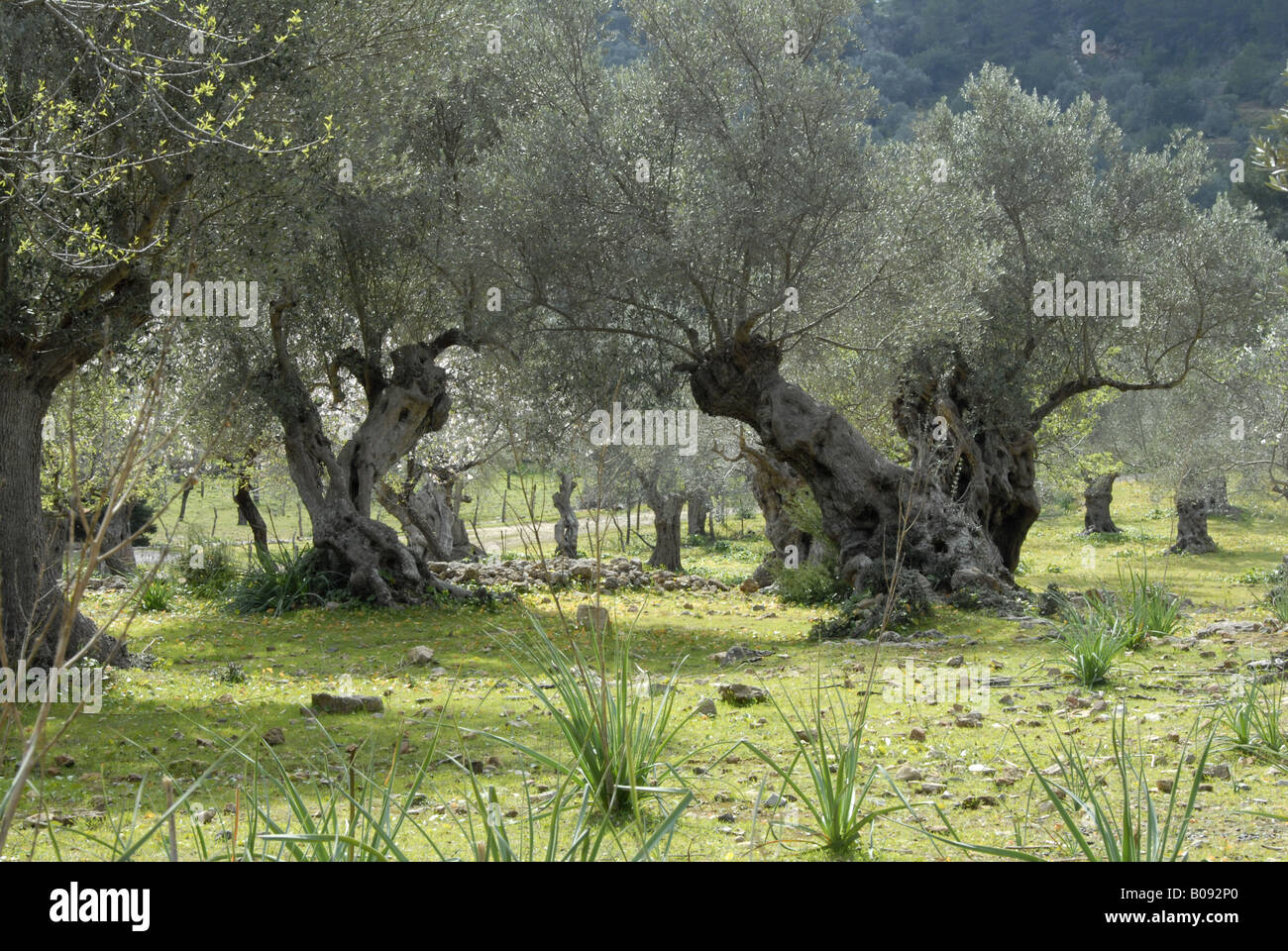 olive tree (Olea europaea ssp. sativa), old olive trees, Spain, Majorca ...