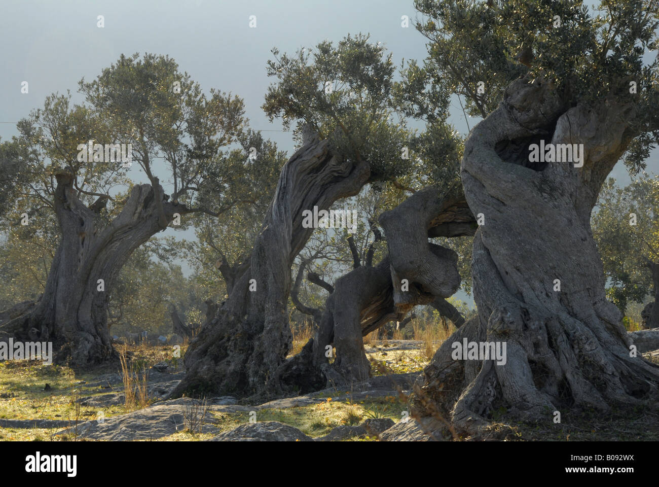 olive tree (Olea europaea ssp. sativa), old olive trees, Spain, Majorca ...