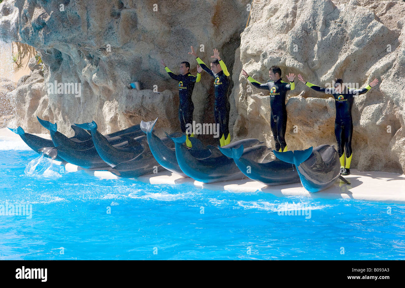 Beached dolphins and four trainers during a dolphin show, dolphin ...