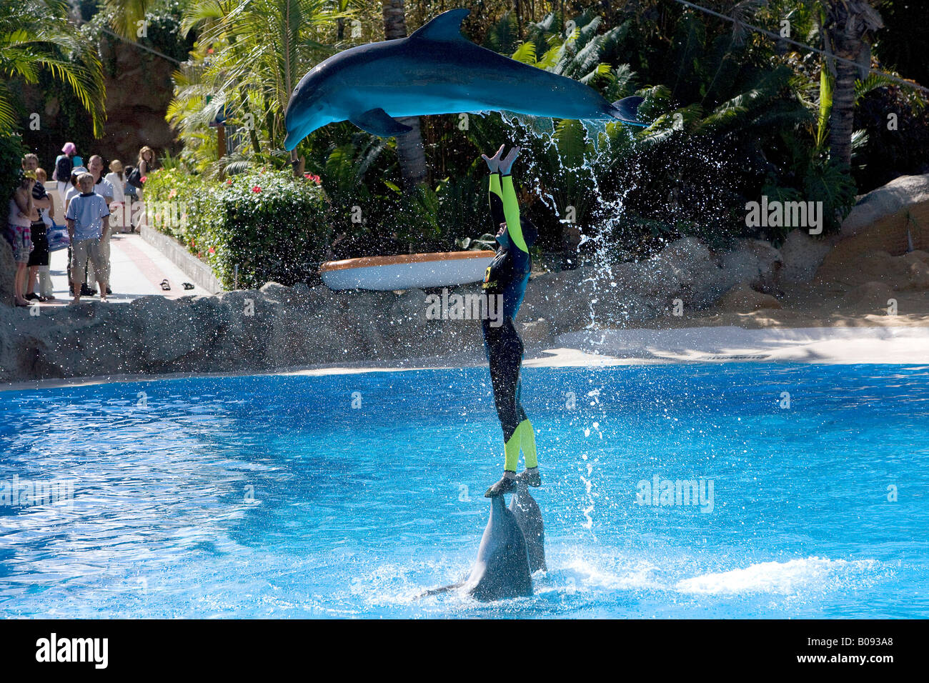 Trainer standing on dolphins while a third dolphin jumps over him ...