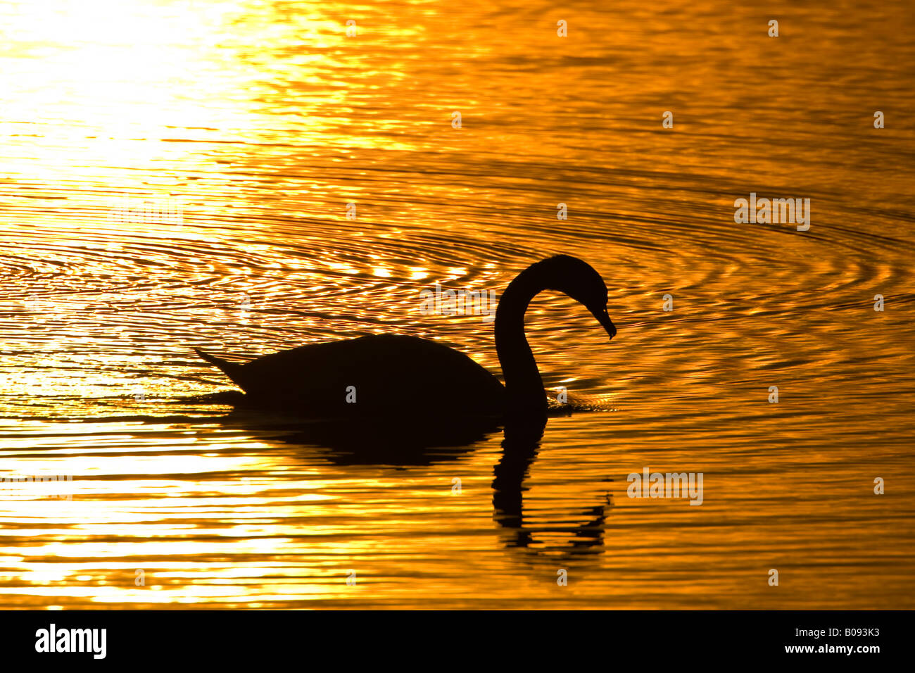 Back light mute swan backlit hi-res stock photography and images - Alamy