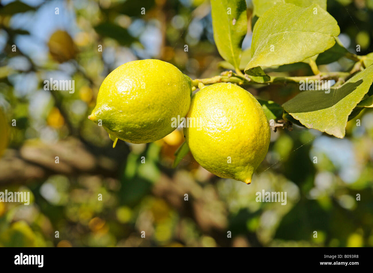 Citrus x limon hi-res stock photography and images - Alamy