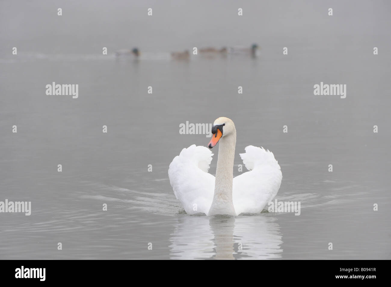 Swan from the front hi-res stock photography and images - Alamy