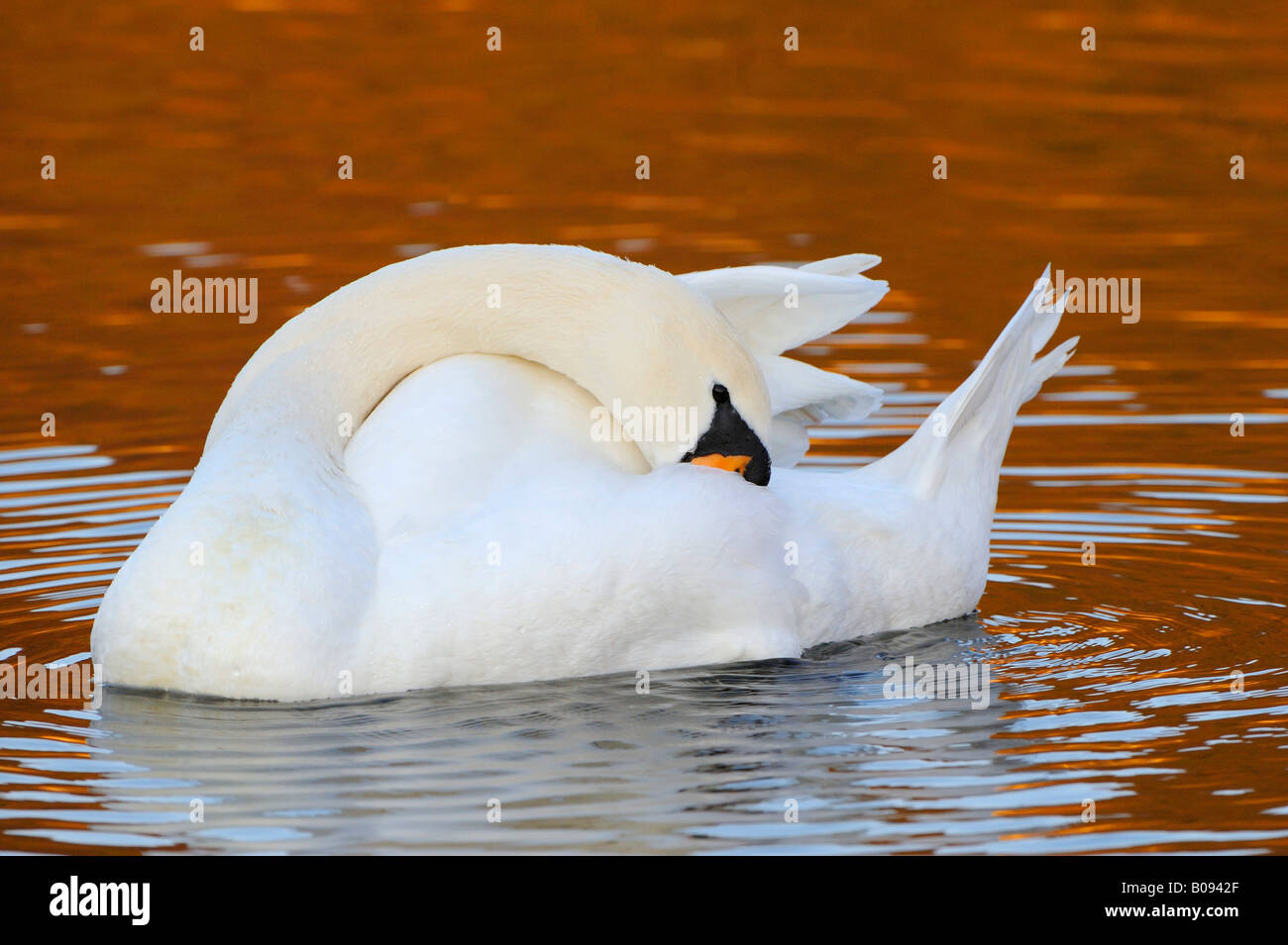 Swan head shot hi-res stock photography and images - Alamy