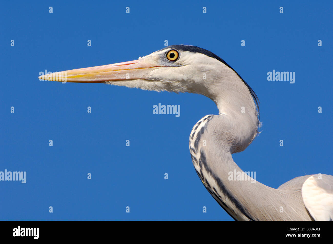 Side profile grey heron hi-res stock photography and images - Alamy