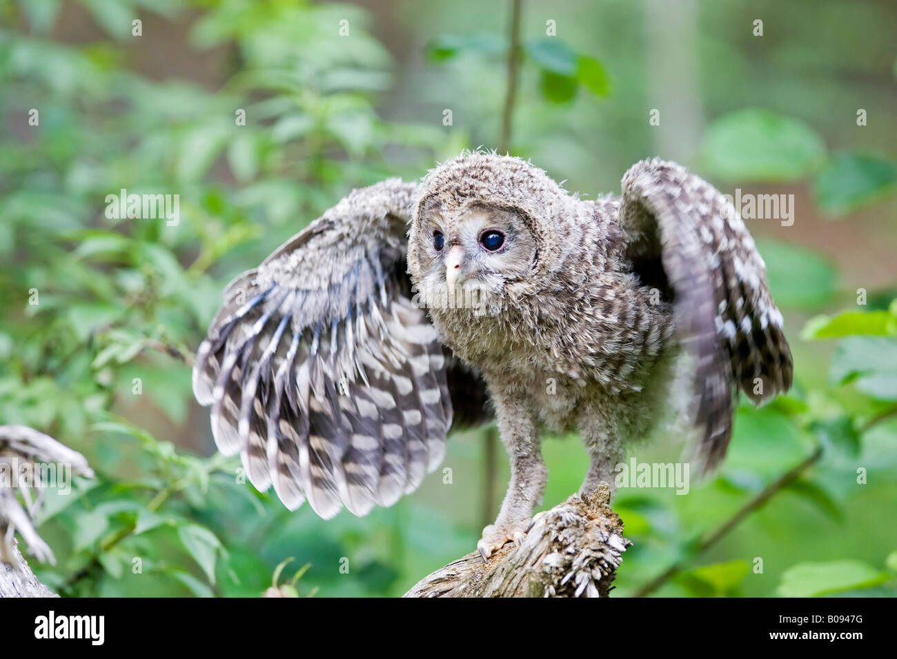 Young Ural Owl (Strix uralensis) practicing flying, Bavaria, Germany ...