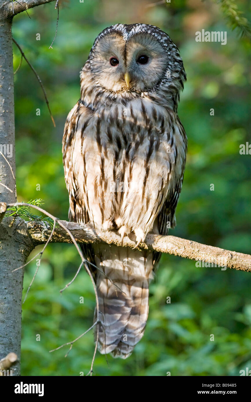 Ural Owl (Strix uralensis), Bavaria, Germany Stock Photo - Alamy