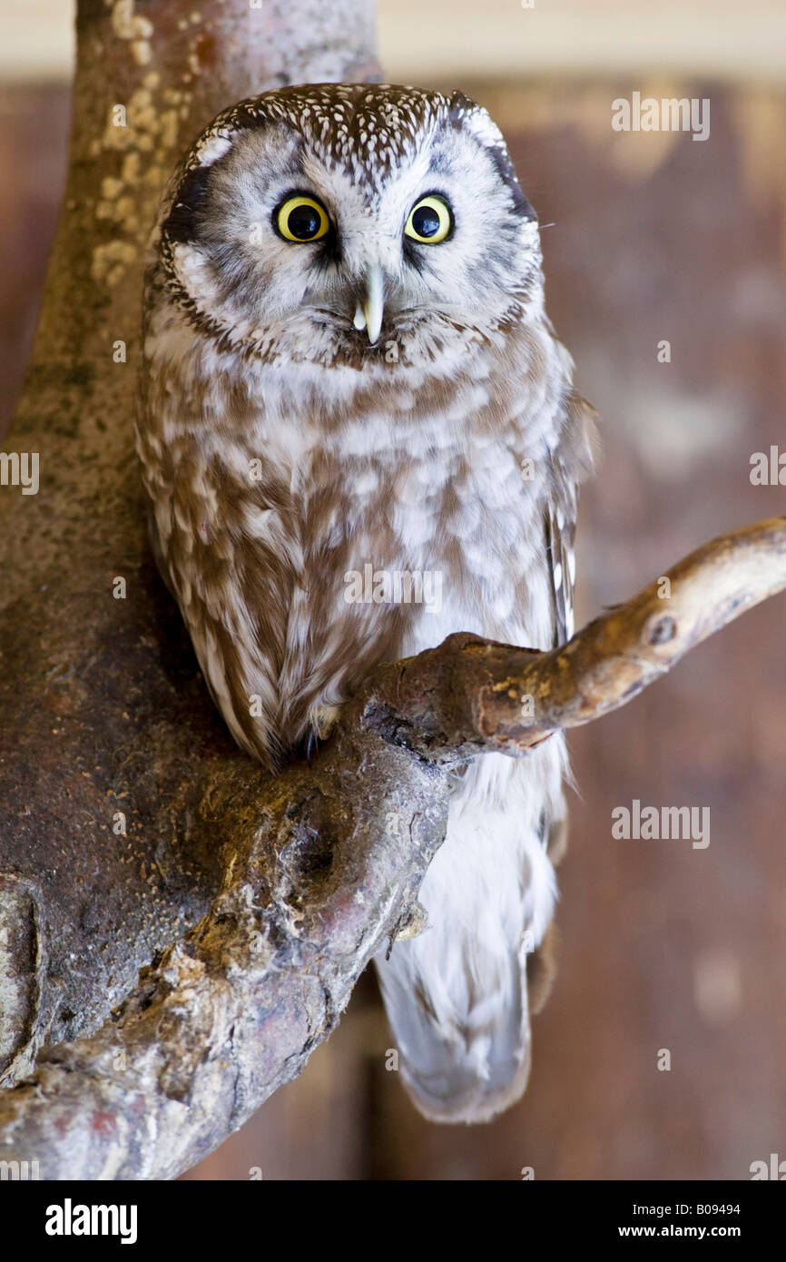 Funerus hi-res stock photography and images - Alamy